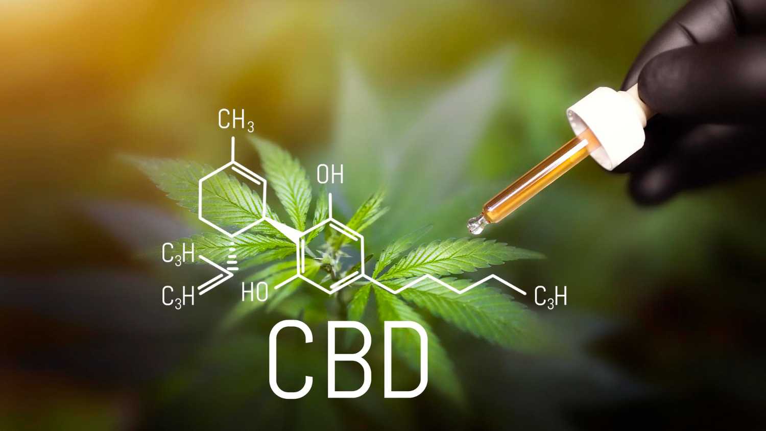 CBD Basics: A Comprehensive Guide to CBD 101 – 2ND WIFE - CBD Gummies